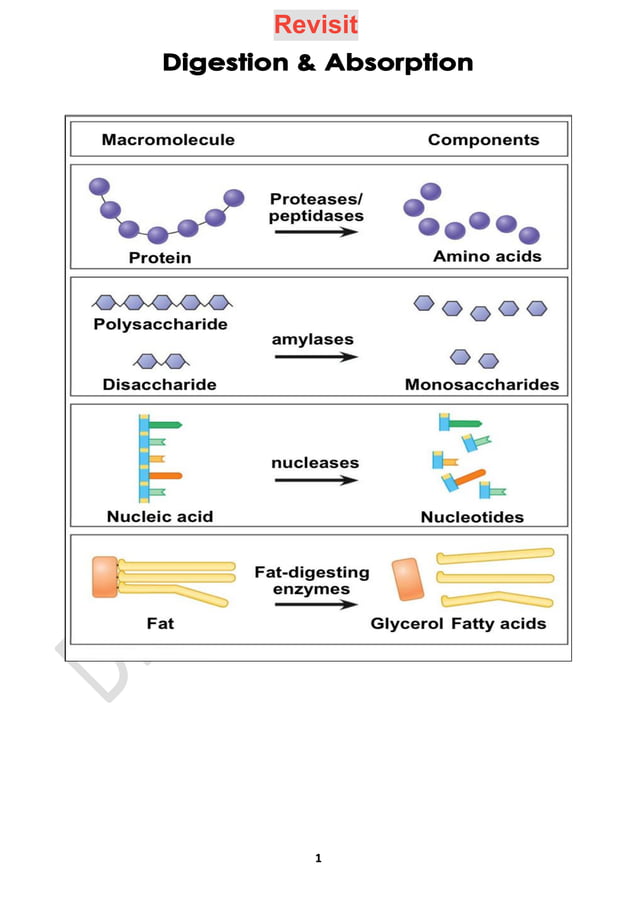 1) Lipid Digestion & absorption (1) (1).pdf