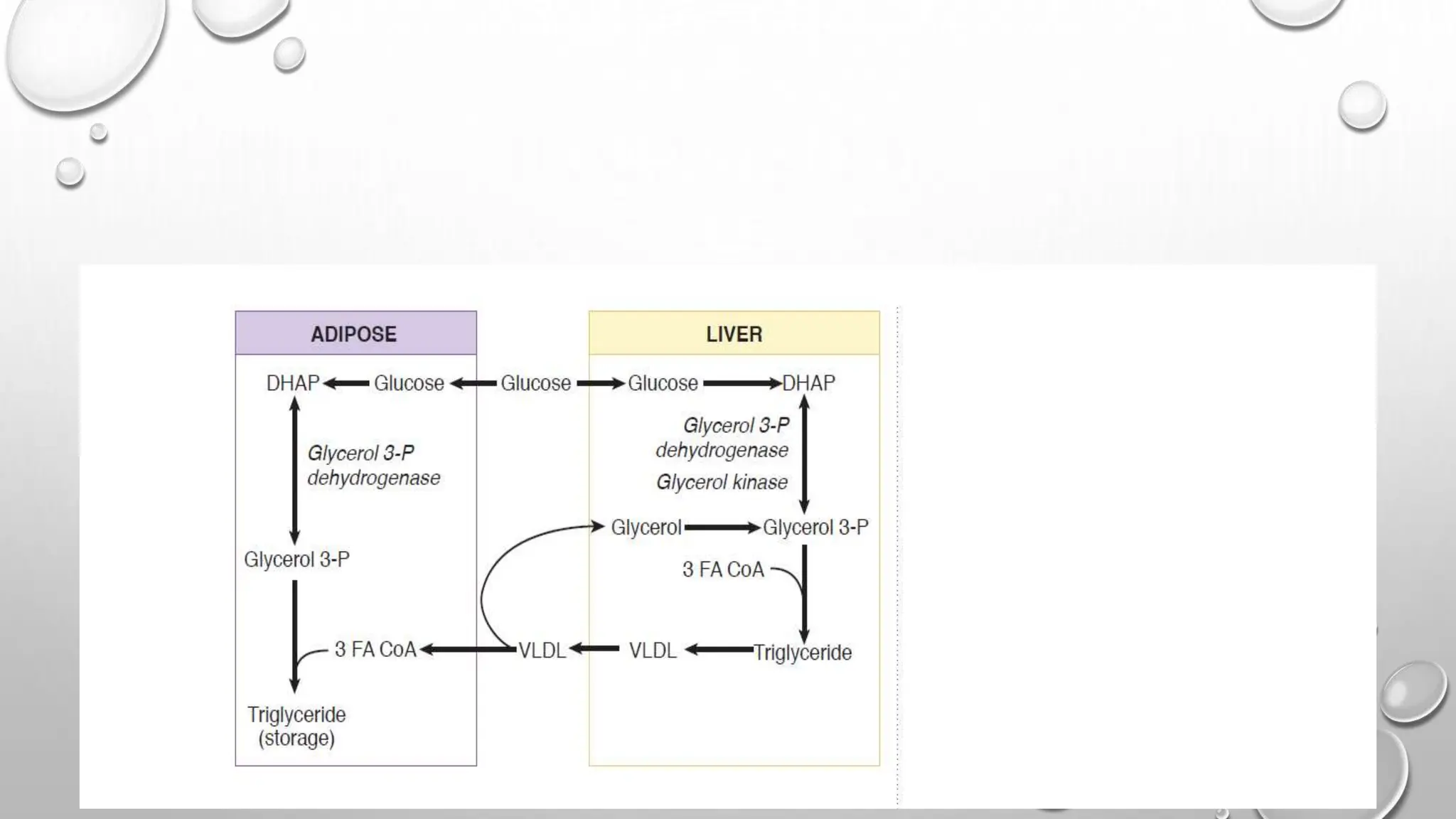 1 lipidsynthesis.pptx111111111111111111111 | PPT