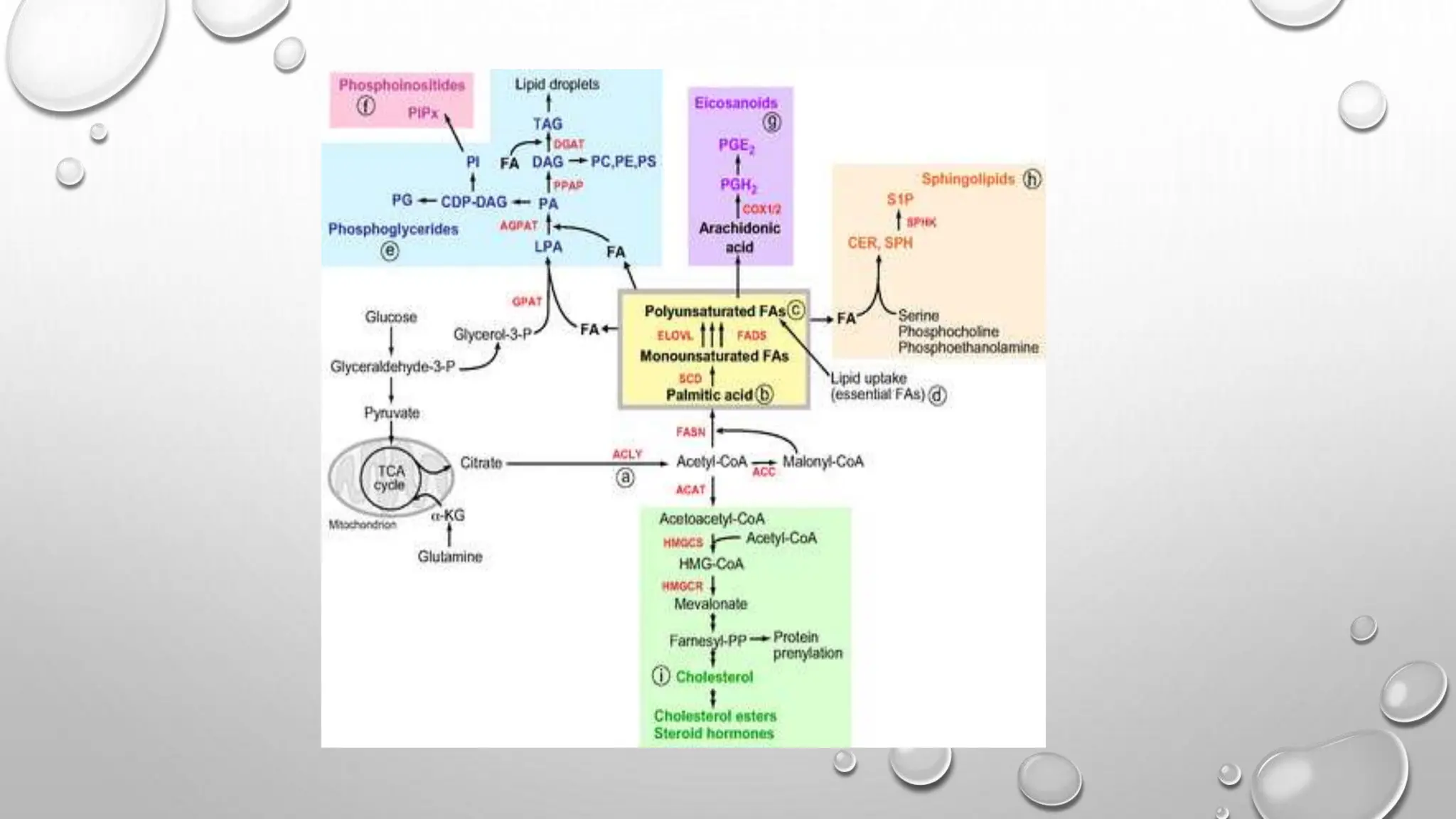 1 lipidsynthesis.pptx111111111111111111111 | PPT