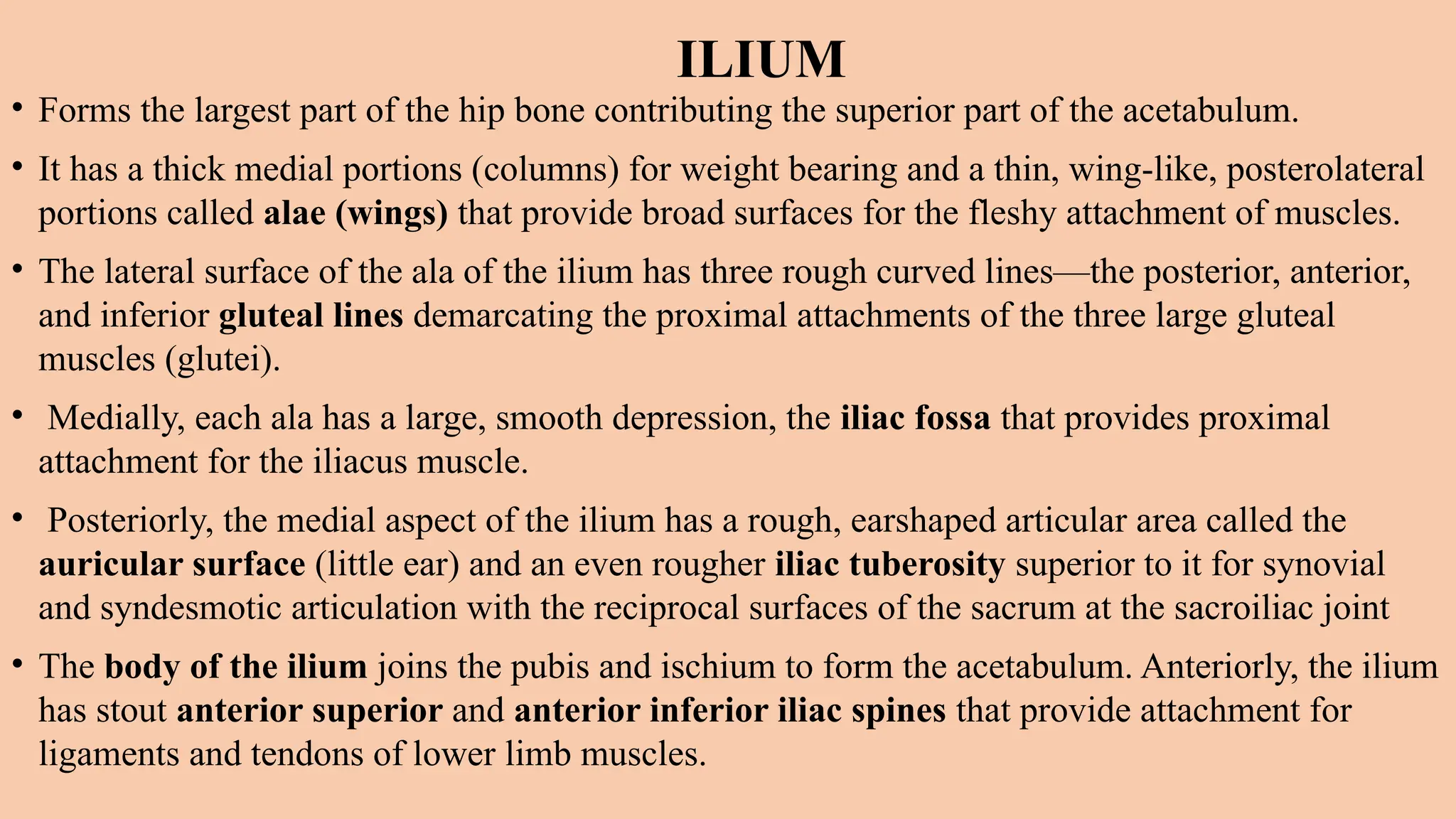 Anatomy of the Lower Limb of humans .pptx