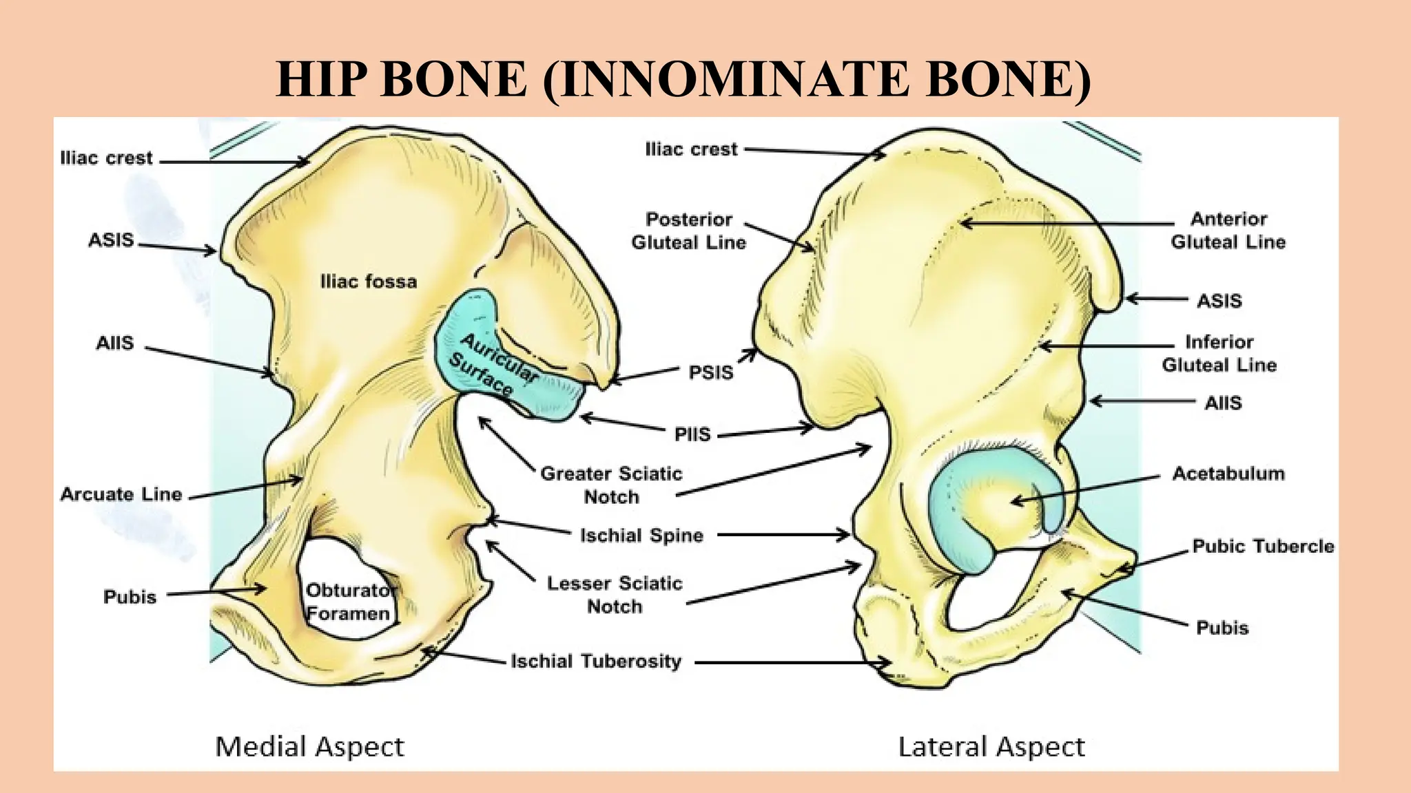 Anatomy of the Lower Limb of humans .pptx