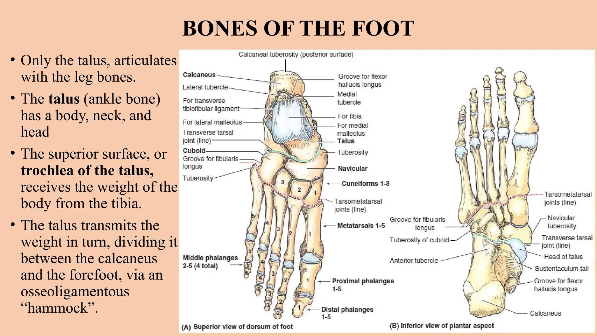 Anatomy of the Lower Limb of humans .pptx