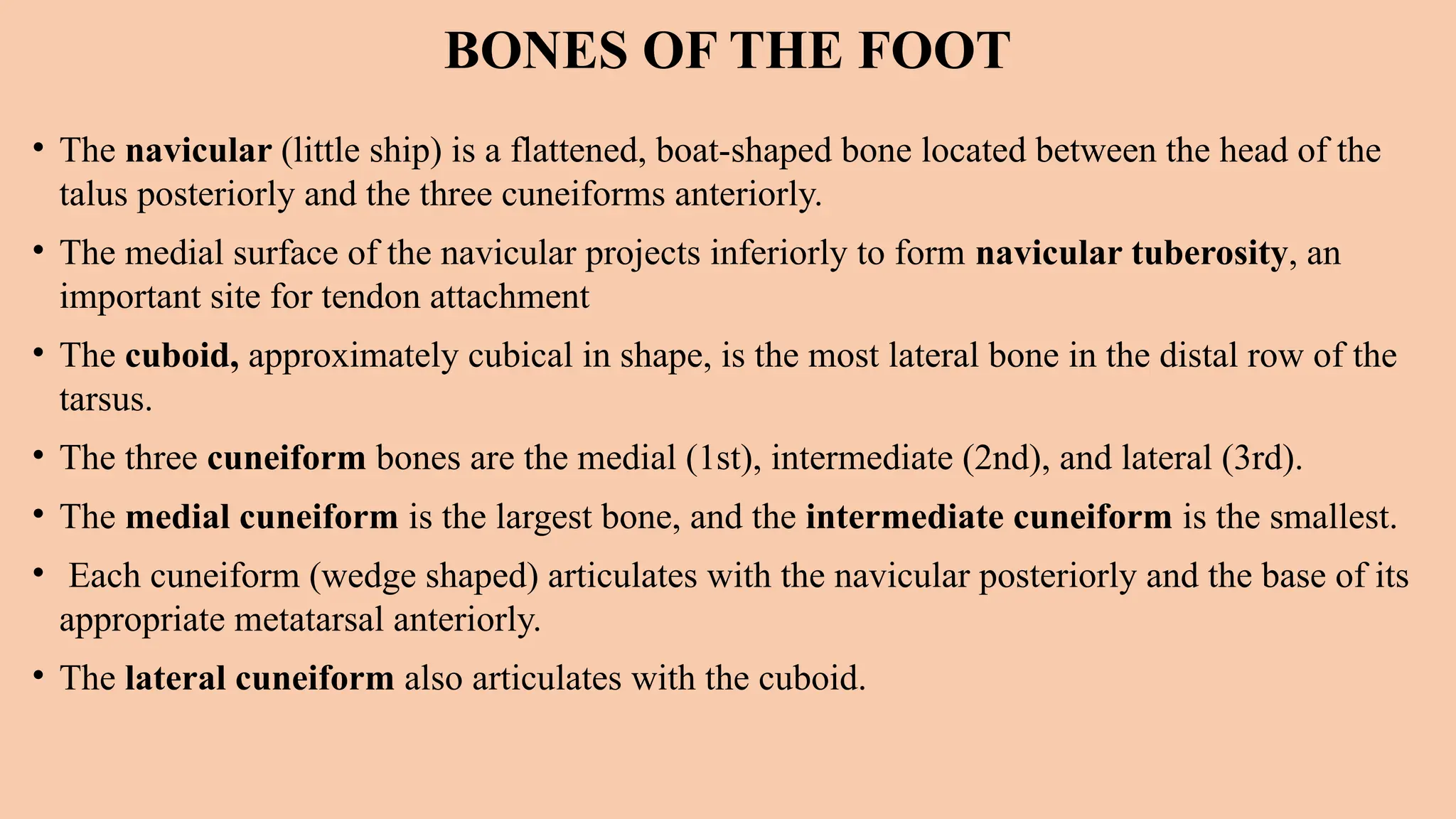 Anatomy of the Lower Limb of humans .pptx