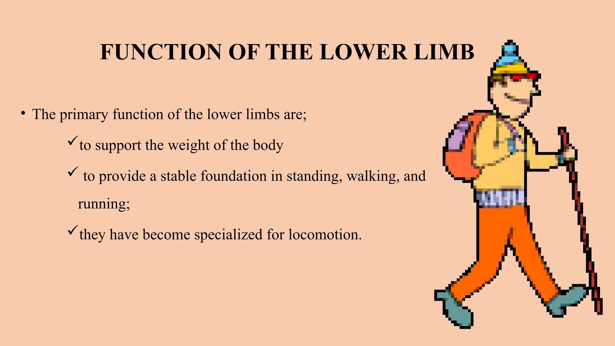 Anatomy of the Lower Limb of humans .pptx
