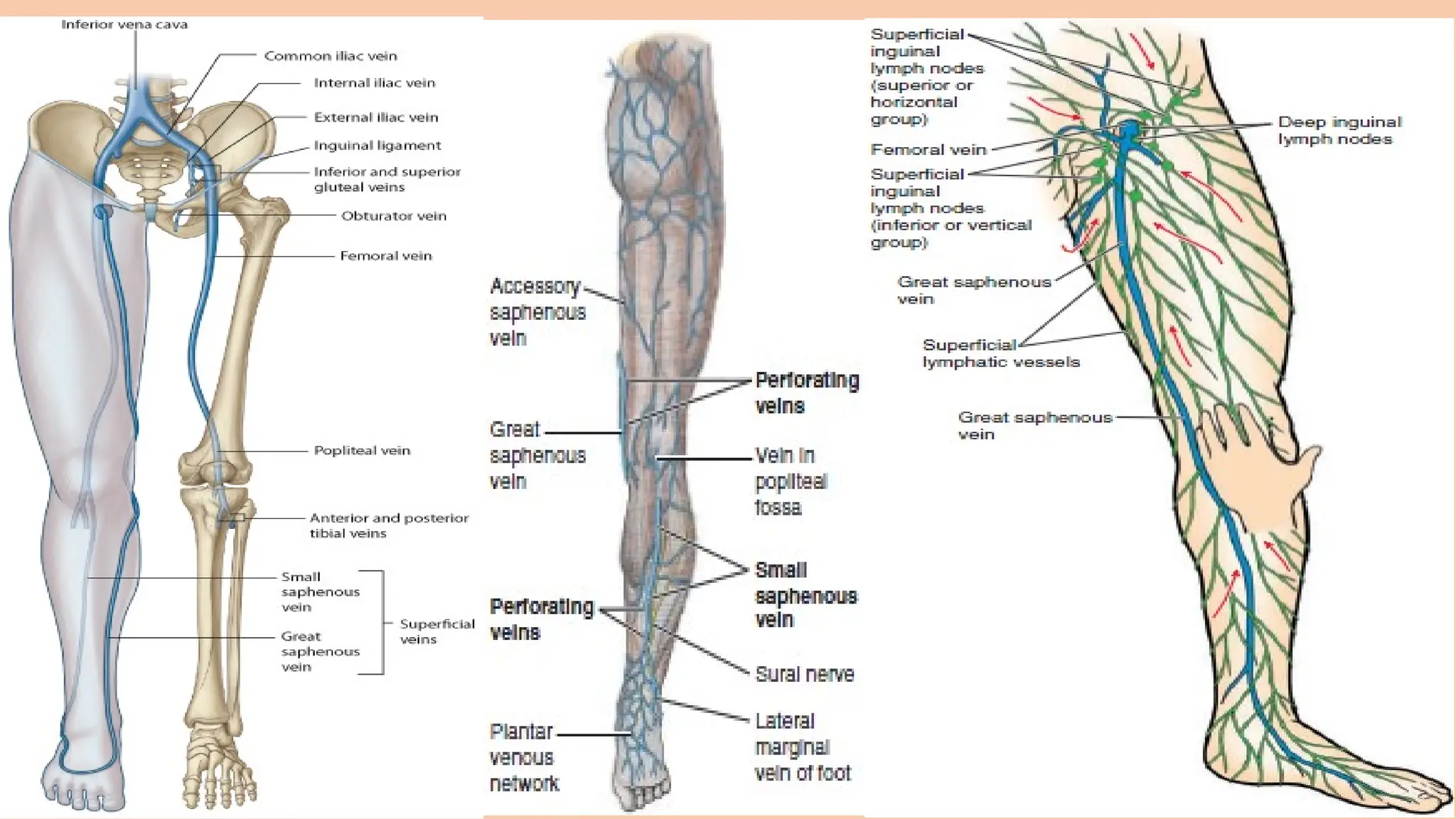 Anatomy of the Lower Limb of humans .pptx