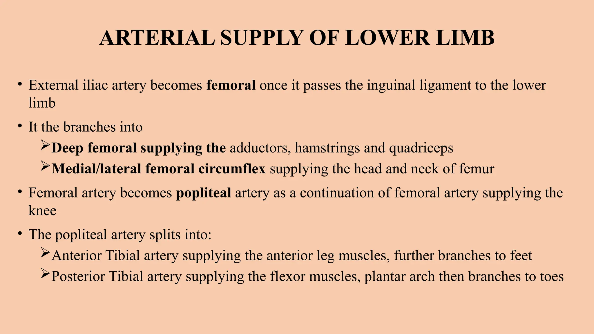Anatomy of the Lower Limb of humans .pptx