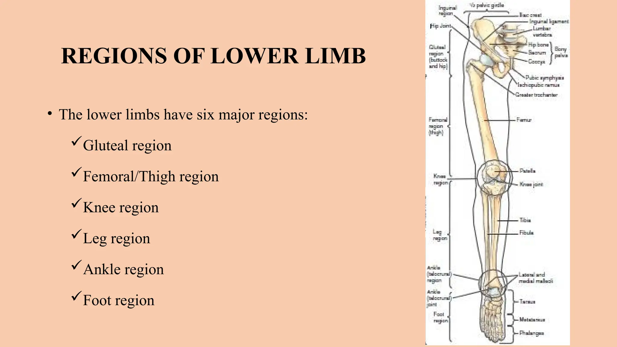 Anatomy of the Lower Limb of humans .pptx