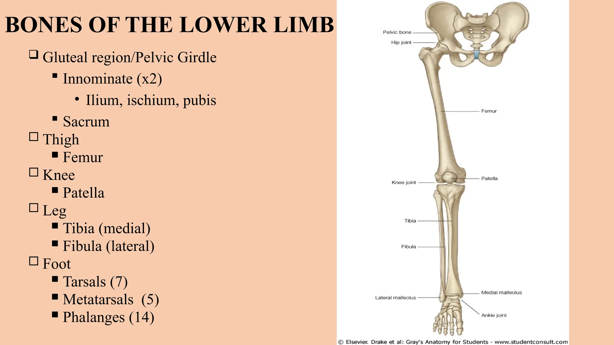 Anatomy of the Lower Limb of humans .pptx