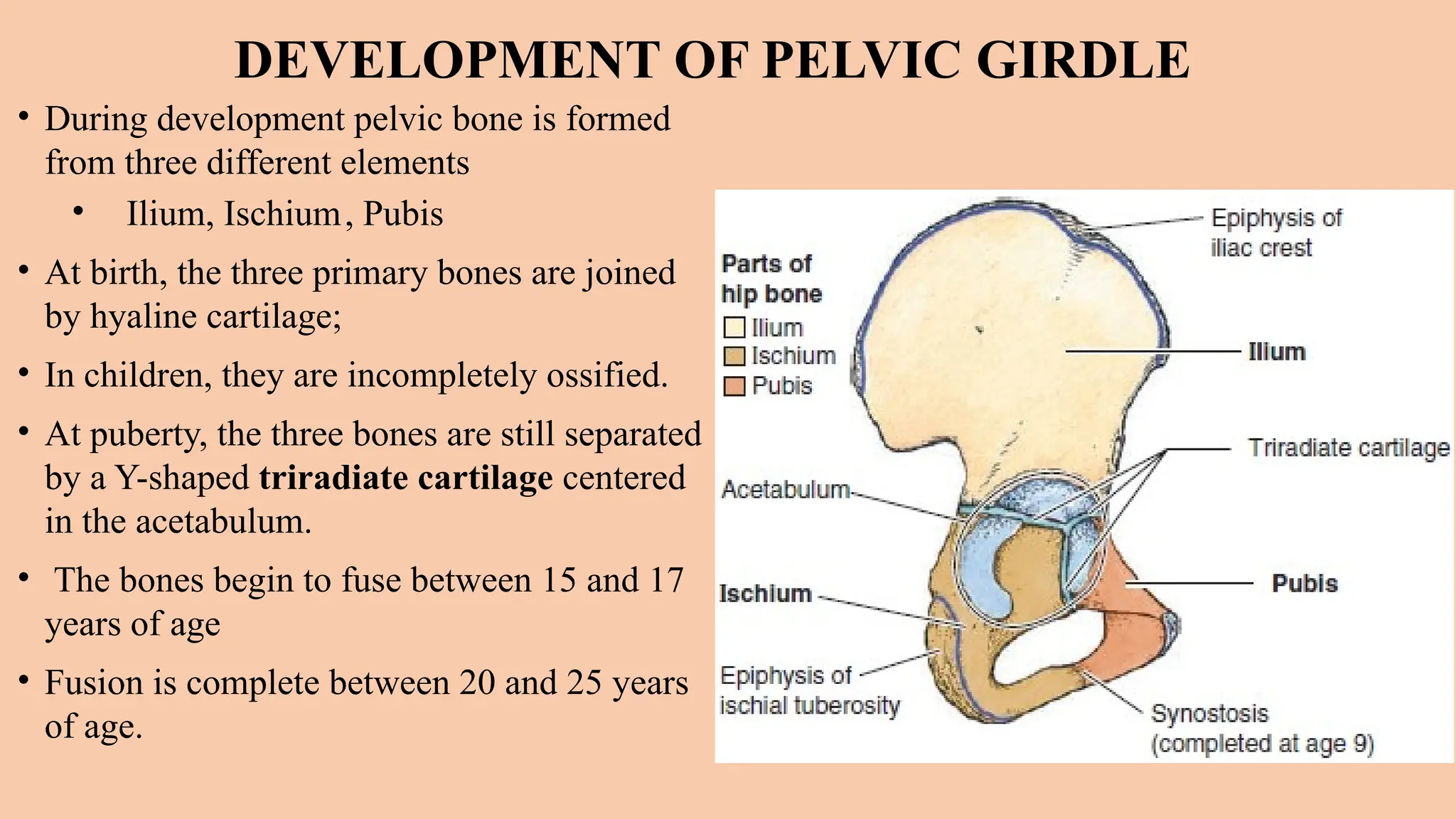 Anatomy of the Lower Limb of humans .pptx