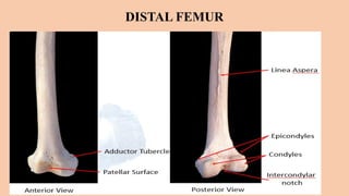Anatomy of the Lower Limb of humans .pptx