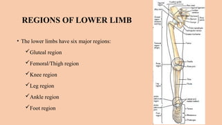 Anatomy of the Lower Limb of humans .pptx | Death, Injury, or Military ...