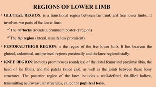 Anatomy of the Lower Limb of humans .pptx | Death, Injury, or Military ...