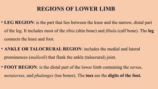 Anatomy of the Lower Limb of humans .pptx | Death, Injury, or Military ...