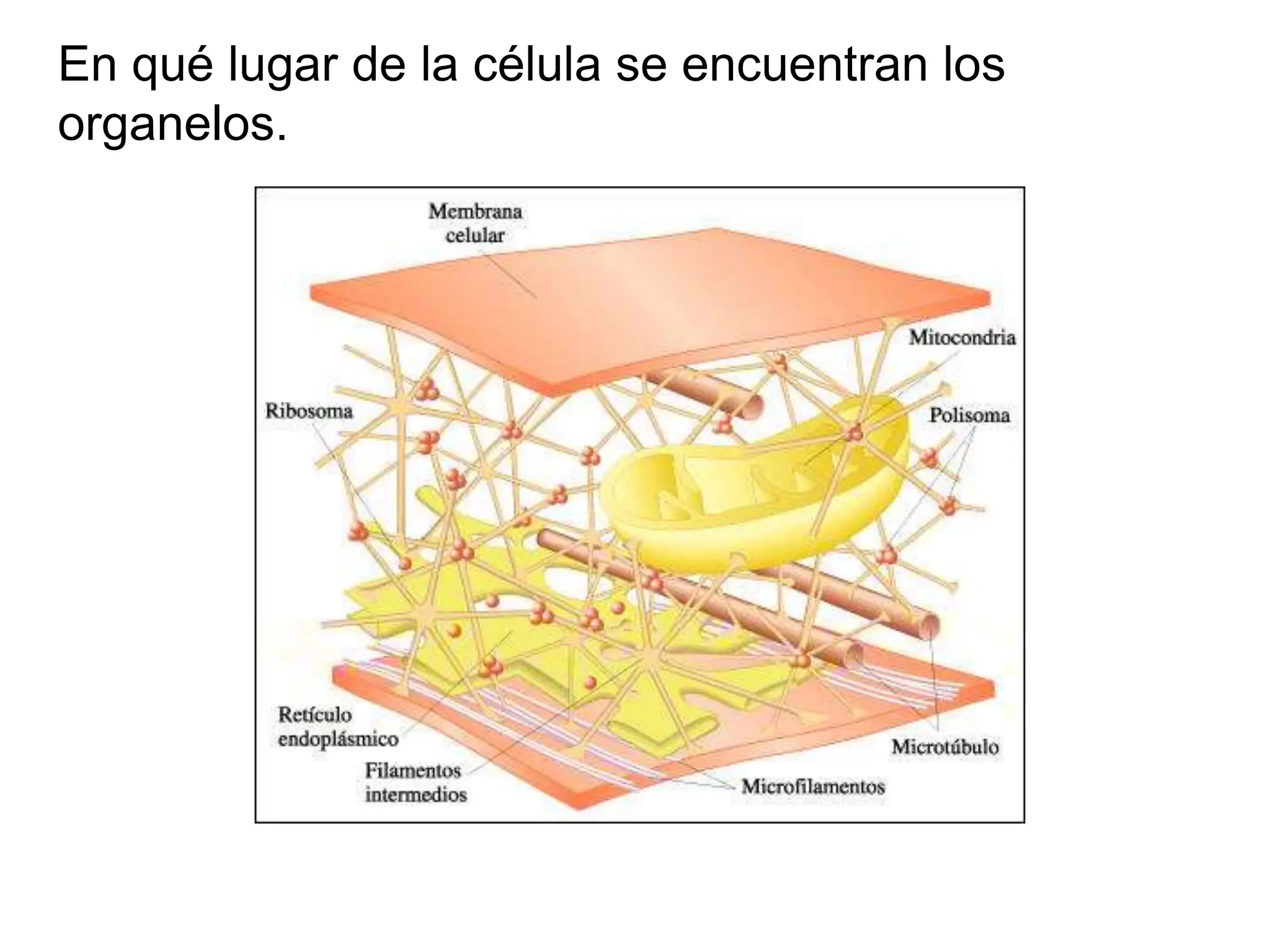 celula y sus ORGANELOS CELULARE, celula animal.ppt | Biological ...