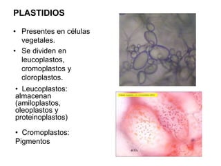 celula y sus ORGANELOS CELULARE, celula animal.ppt