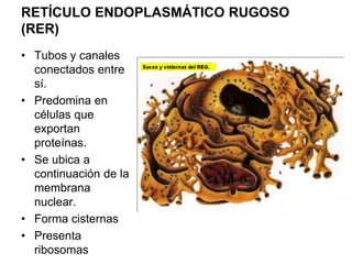 celula y sus ORGANELOS CELULARE, celula animal.ppt