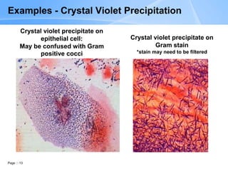 1_M4_Participant_Gram Stain.ppt