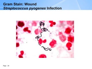 1_M4_Participant_Gram Stain.ppt