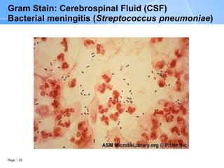 1_M4_Participant_Gram Stain.ppt