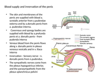 Anatomy of male Reproductive health.pptx