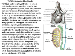Anatomy of male Reproductive health.pptx