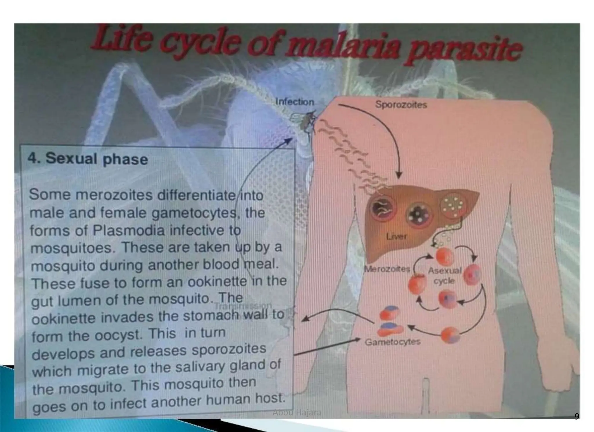 1 Malaria by AS Kombo.pptx presentation on malaria parasite, pathology of the disease ...