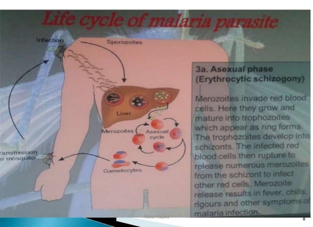 1 Malaria by AS Kombo.pptx presentation on malaria parasite, pathology of the disease ...