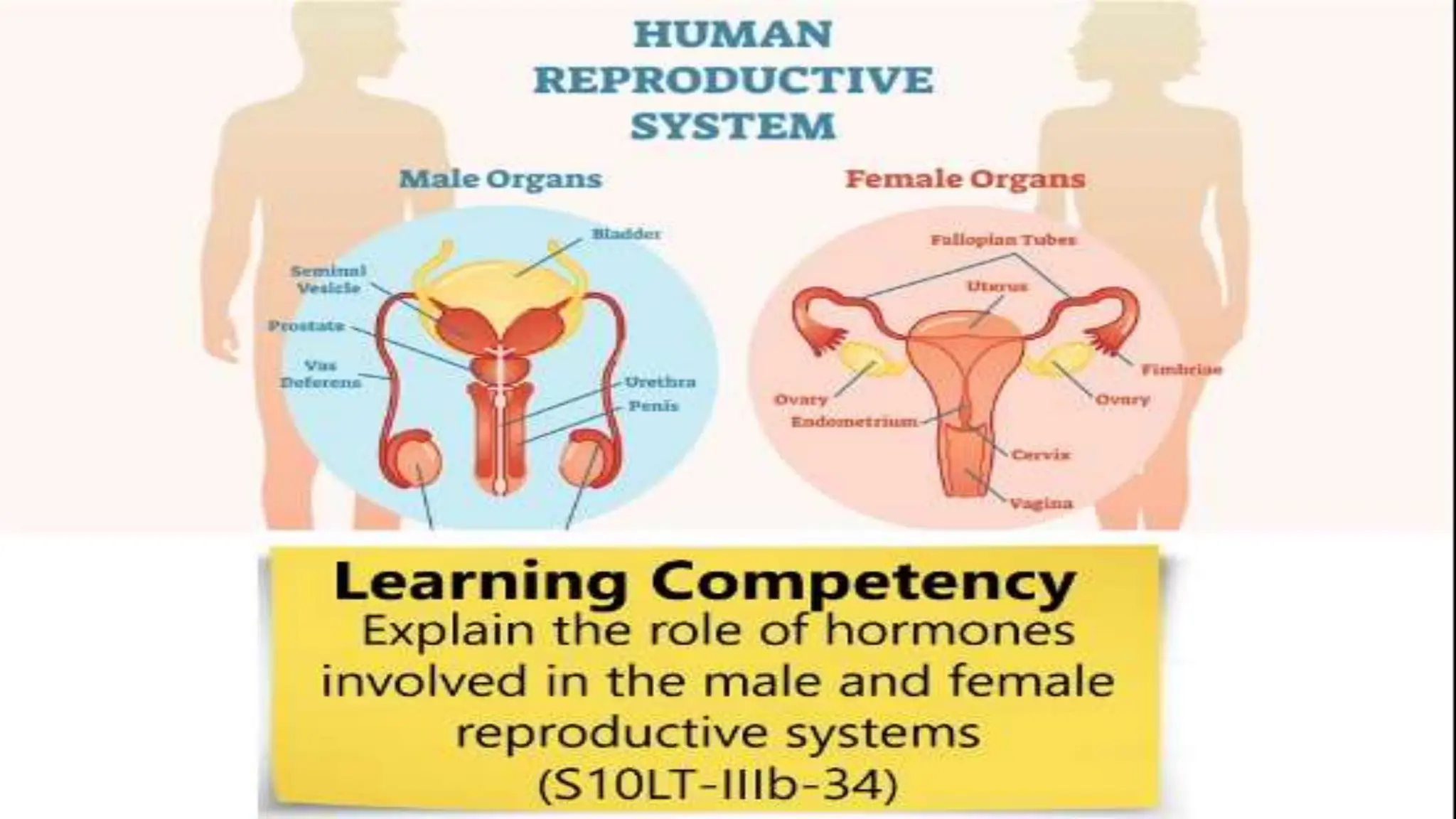 1 MALE AND FEMALE REPRODUCTIVE SYSTEM AND HORMONES.pptx