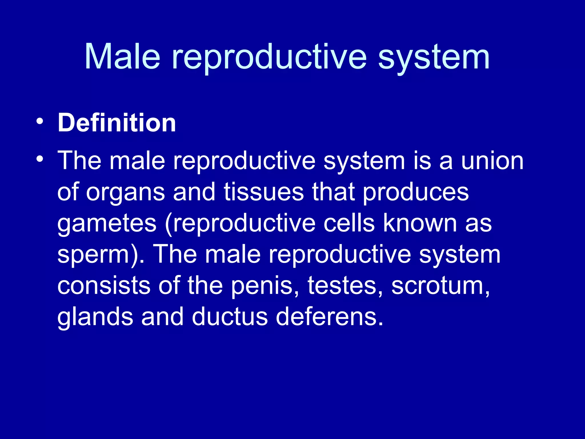 1 male repoductive physiology | PPT