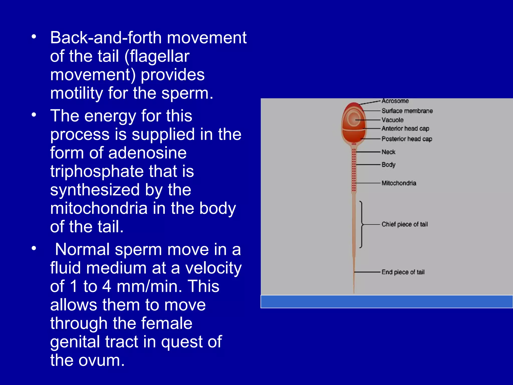 1 male repoductive physiology | PPT