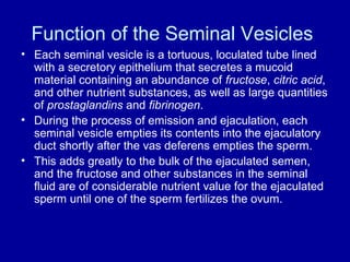 1 male repoductive physiology | PPT
