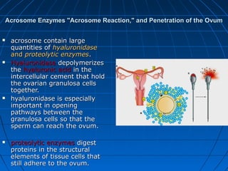 1 male repoductive physiology | PPT