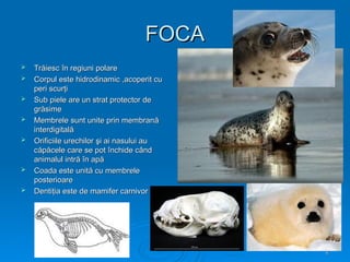 1_mamifere_acvaticeASDFFDXSZAASDFDSAASDF.ppt | Free Download