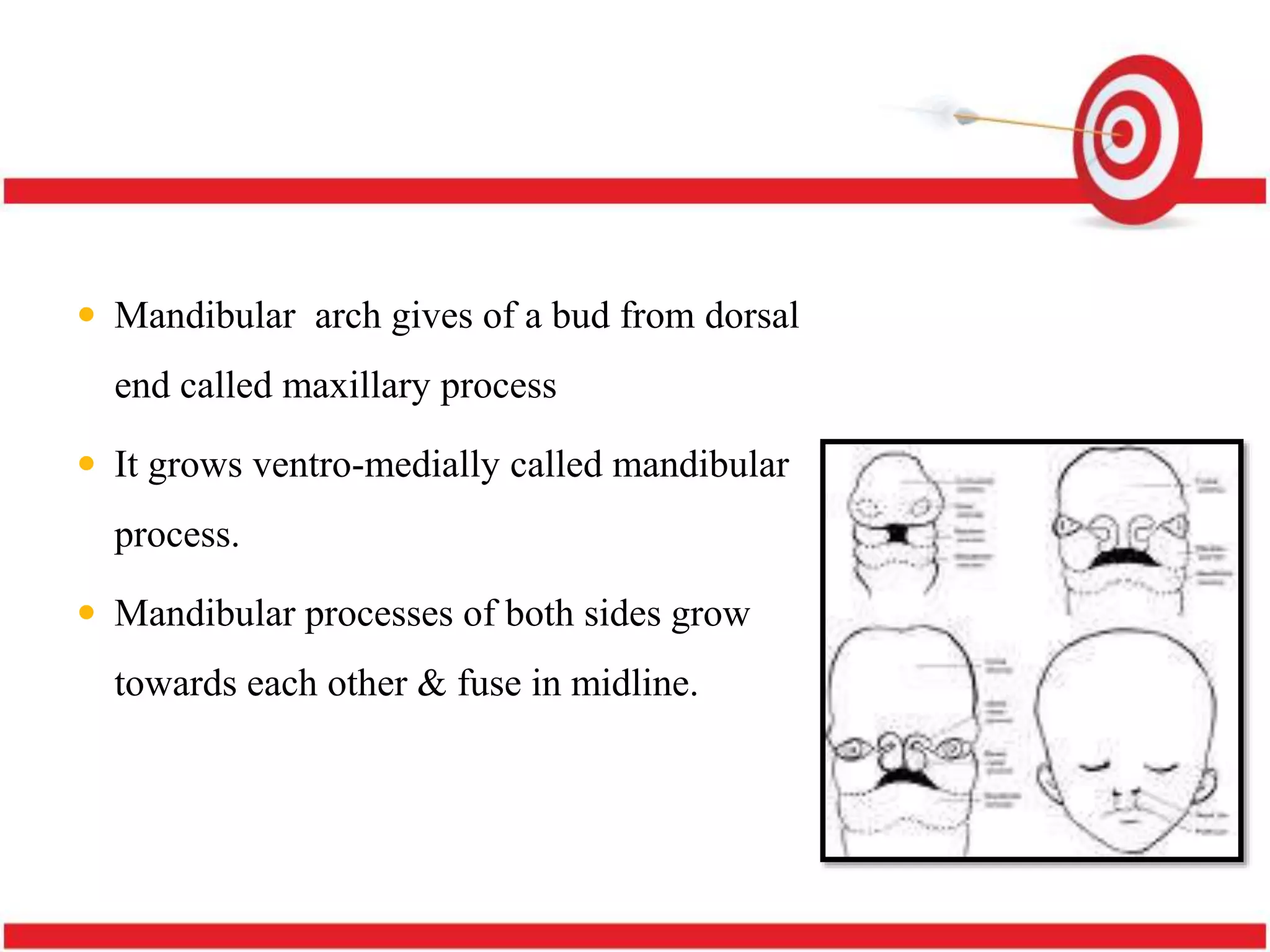 mandible | PPTX