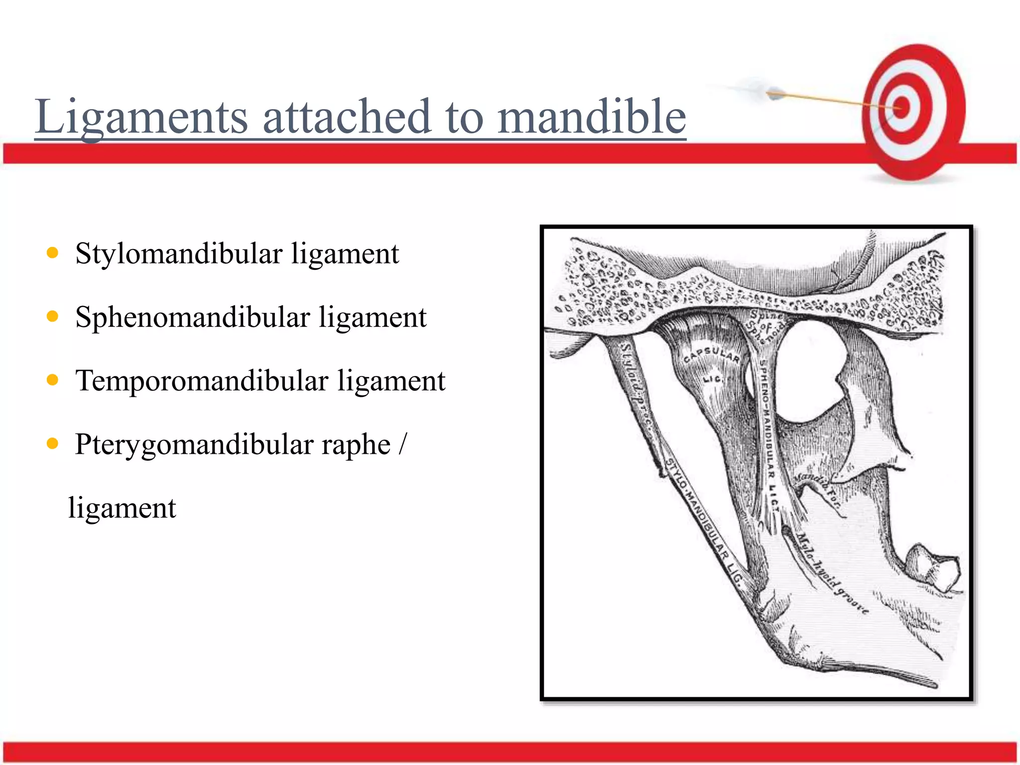 mandible | PPTX