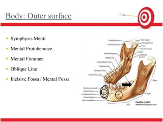 Incisive Fossa Of Mandible