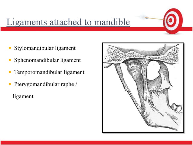 mandible | PPTX