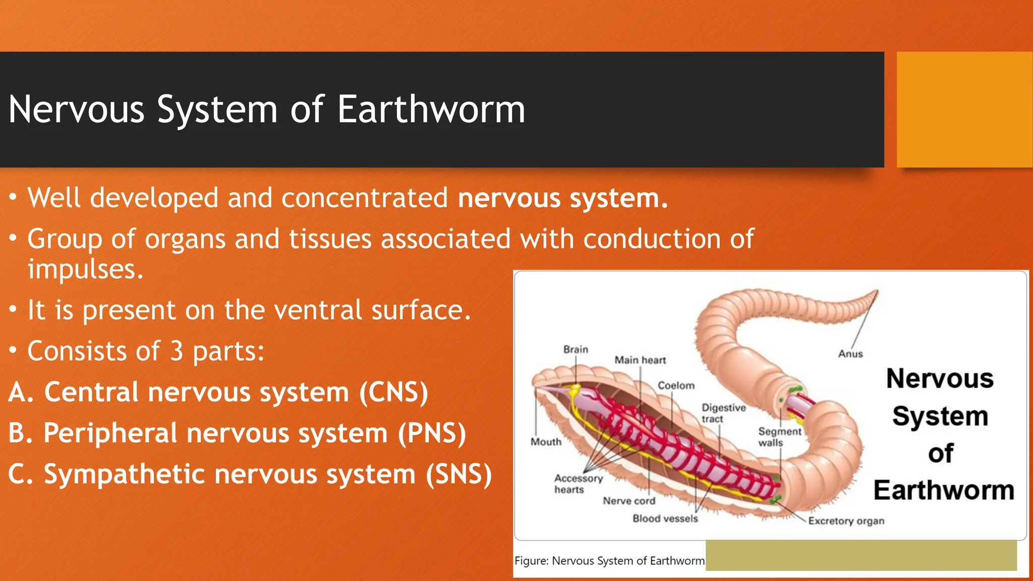 Nervous_System_of_Earthworm which is connected with different nerves | PPT