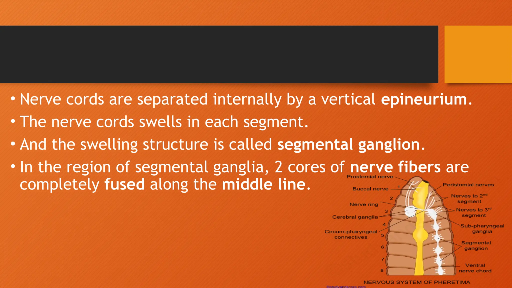 Nervous_System_of_Earthworm which is connected with different nerves | PPT