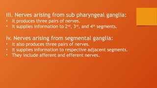 Nervous_System_of_Earthworm which is connected with different nerves | PPT