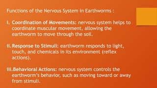 Nervous_System_of_Earthworm which is connected with different nerves | PPT
