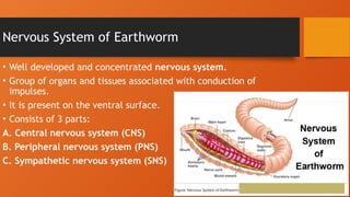 Nervous_System_of_Earthworm which is connected with different nerves | PPT