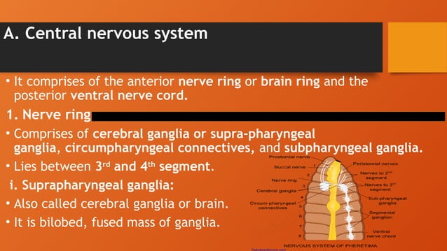 Nervous_System_of_Earthworm which is connected with different nerves | PPT