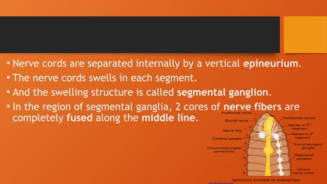 Nervous_System_of_Earthworm which is connected with different nerves | PPT