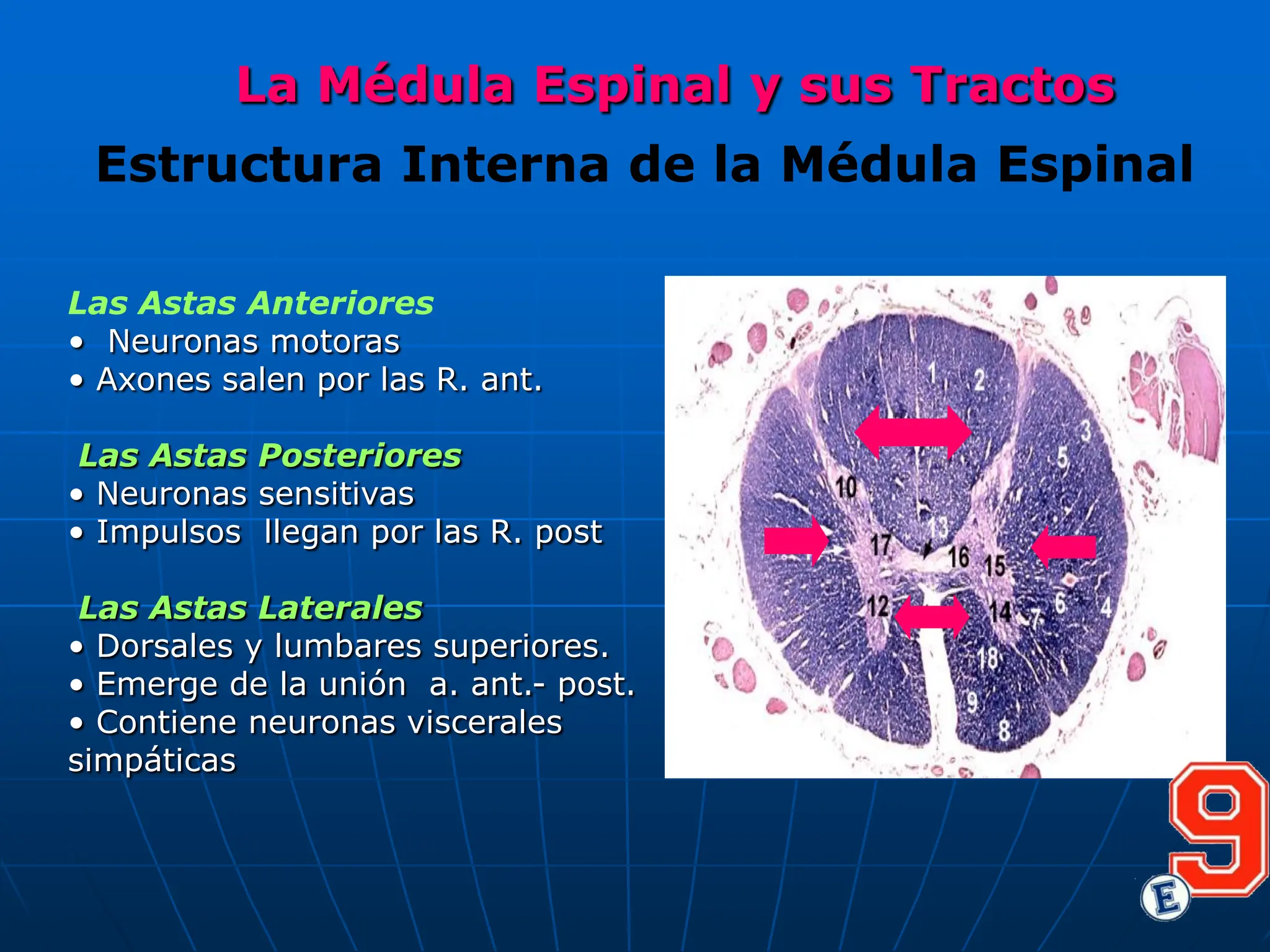 1)médula tractos1)médula tractos1)médula tractos | PDF