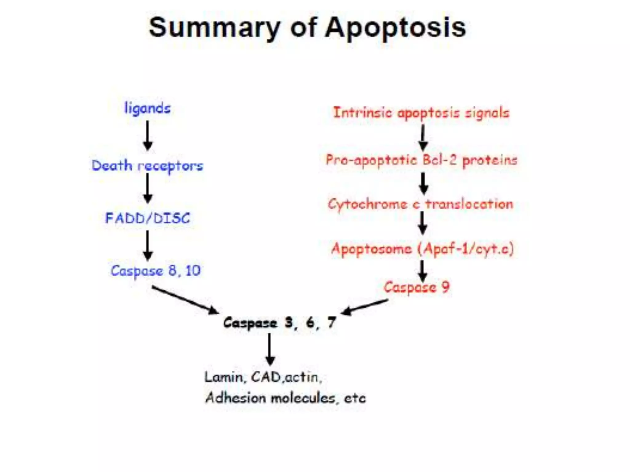 1 Mechanism of action of toxic agents (1).pptx