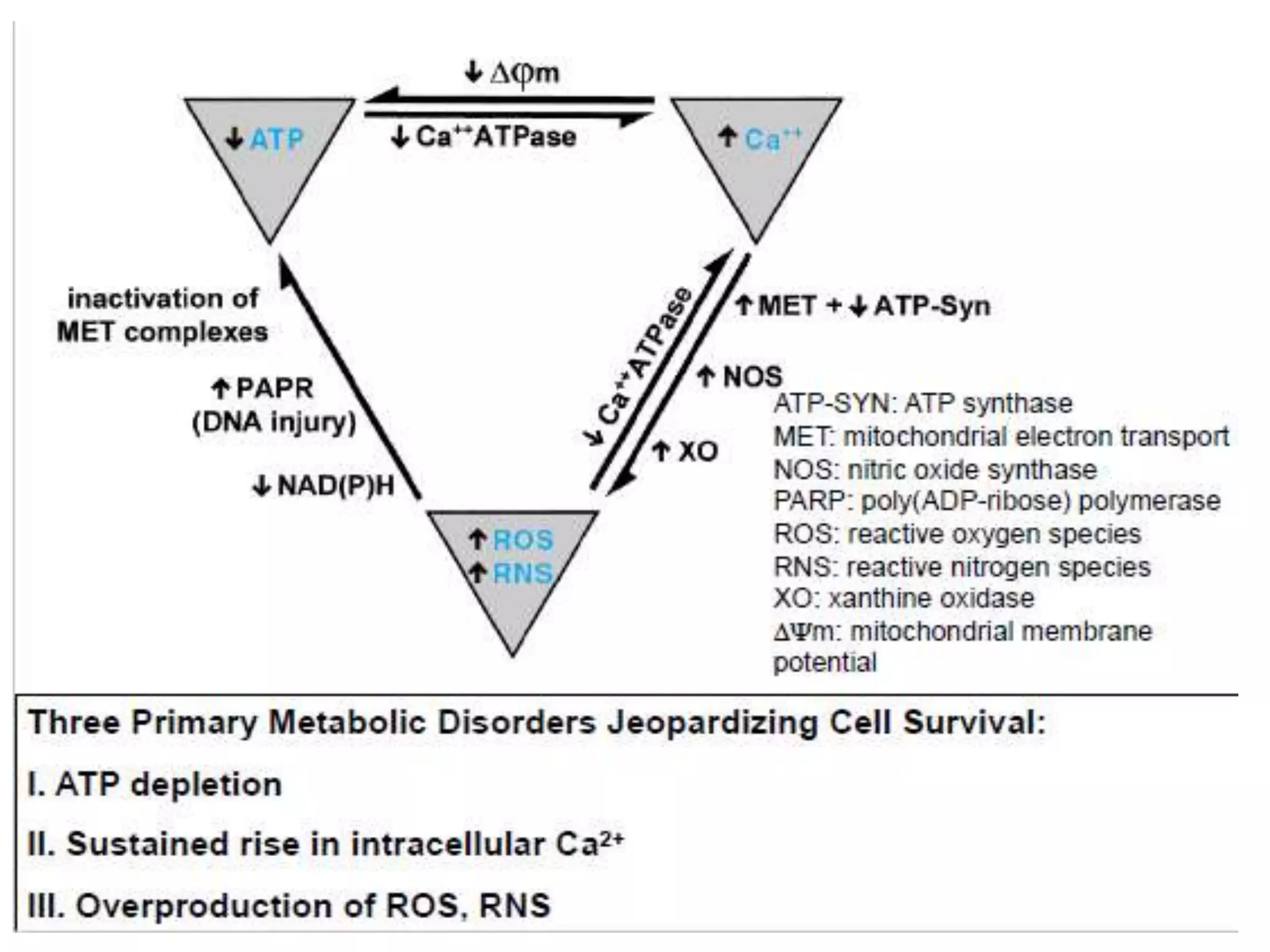 1 Mechanism of action of toxic agents (1).pptx
