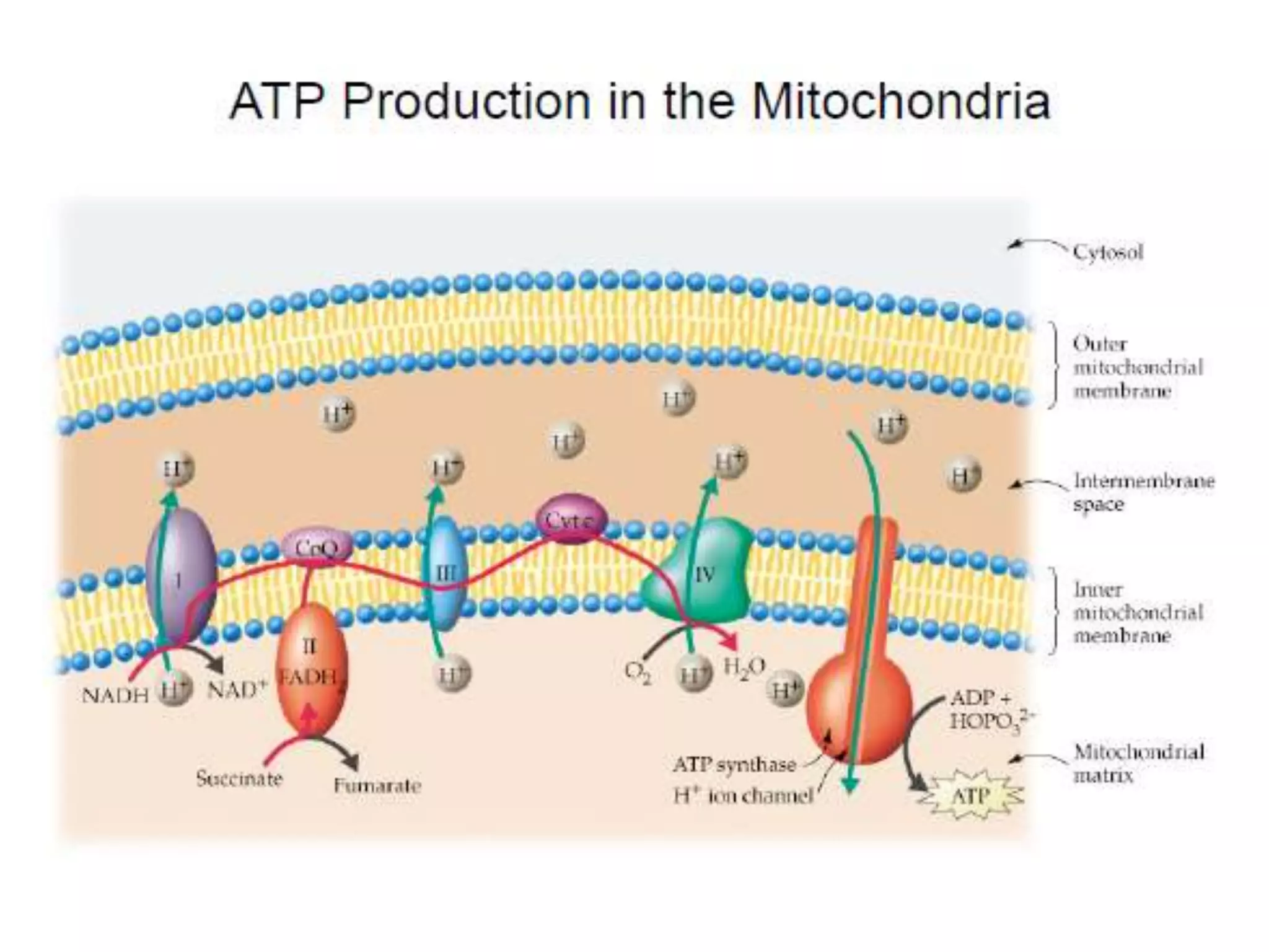 1 Mechanism of action of toxic agents (1).pptx