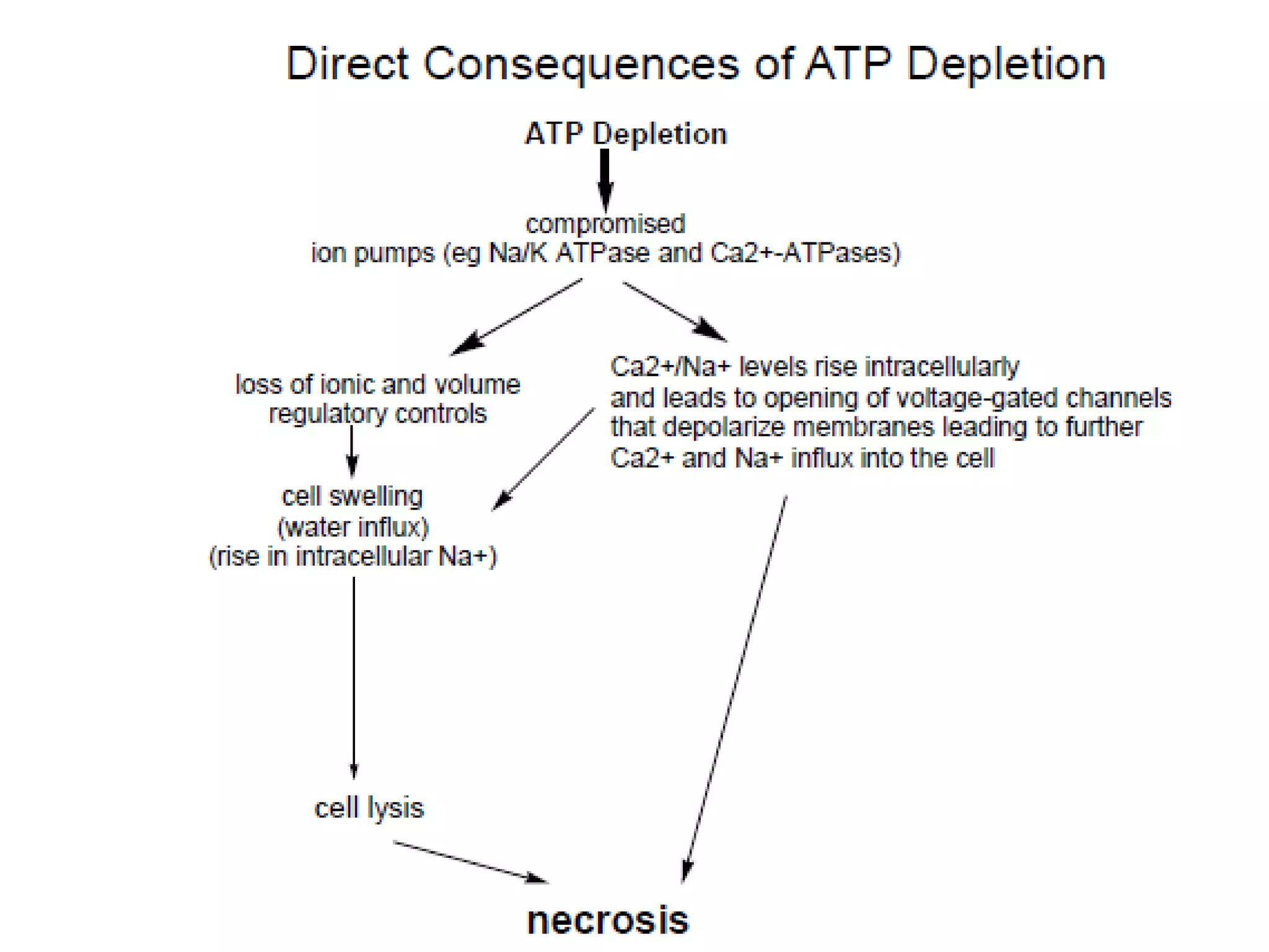 1 Mechanism of action of toxic agents (1).pptx