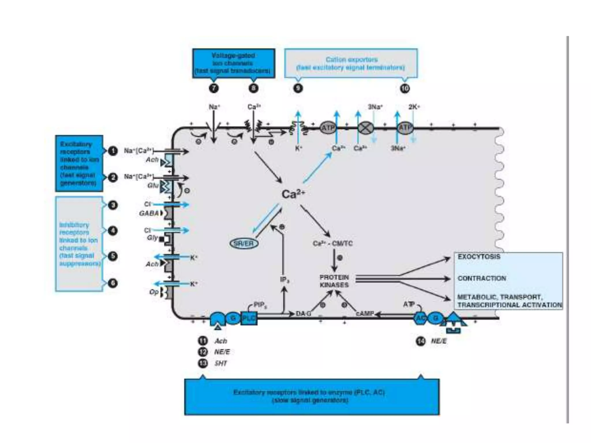 1 Mechanism of action of toxic agents (1).pptx